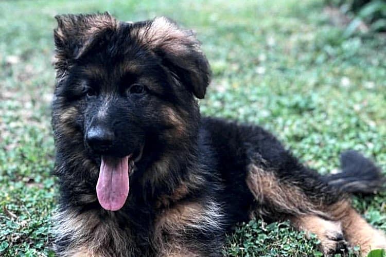 Come abituare il tuo cucciolo a viaggiare in macchina - Di Casa Falcone