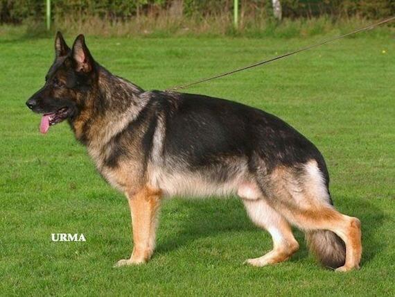 Pastore tedesco grigione | Pastore tedesco da lavoro