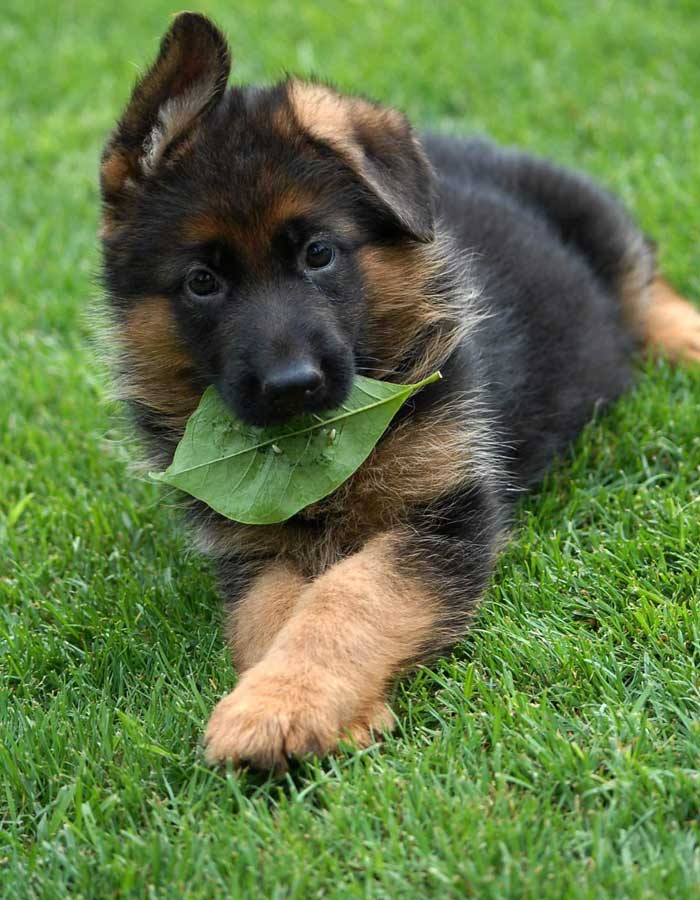 Cani Cuccioli Di Pastore Tedesco Galleria Immagini: Foto Pastore