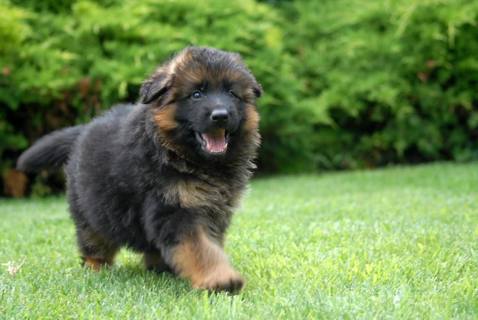 Pastore Tedesco a Pelo Lungo come nasce - Cuccioli Pastore Tedesco Casa ...