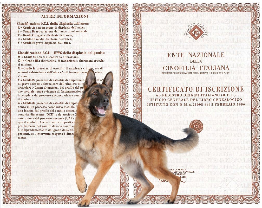 Pedigree ENCI: il certificato genealogico del cane di razza