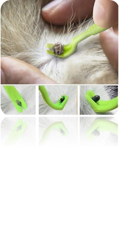 Come togliere le zecche al cane - Di Casa Falcone