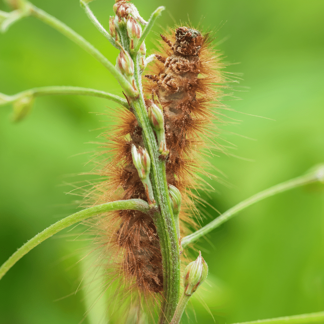 Processionaria: perché è pericolosa per il pastore tedesco - Cuccioli ...