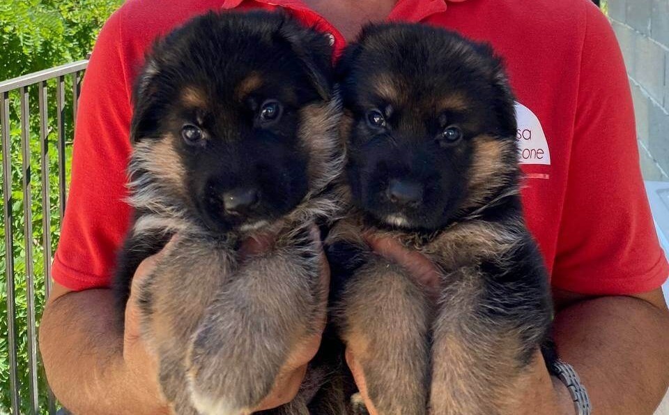 Cane da pastore tedesco: caratteristiche, curiosità e virtù