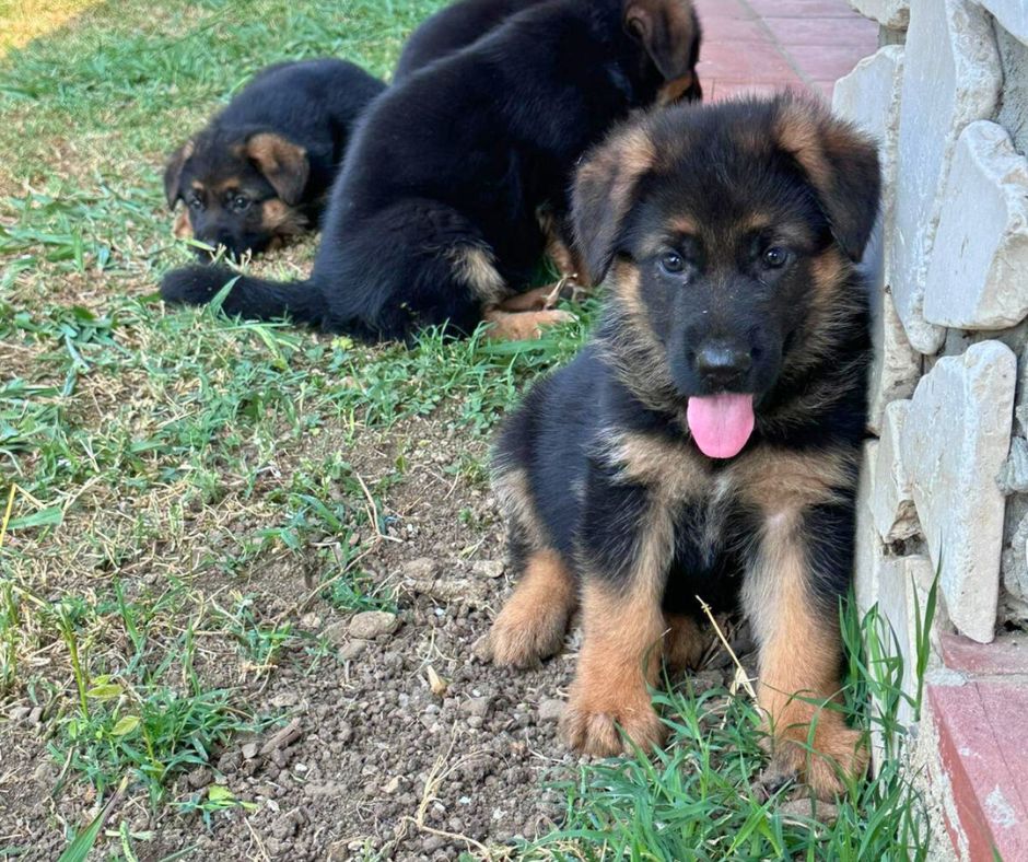 Pastore tedesco grigione | Pastore tedesco da lavoro